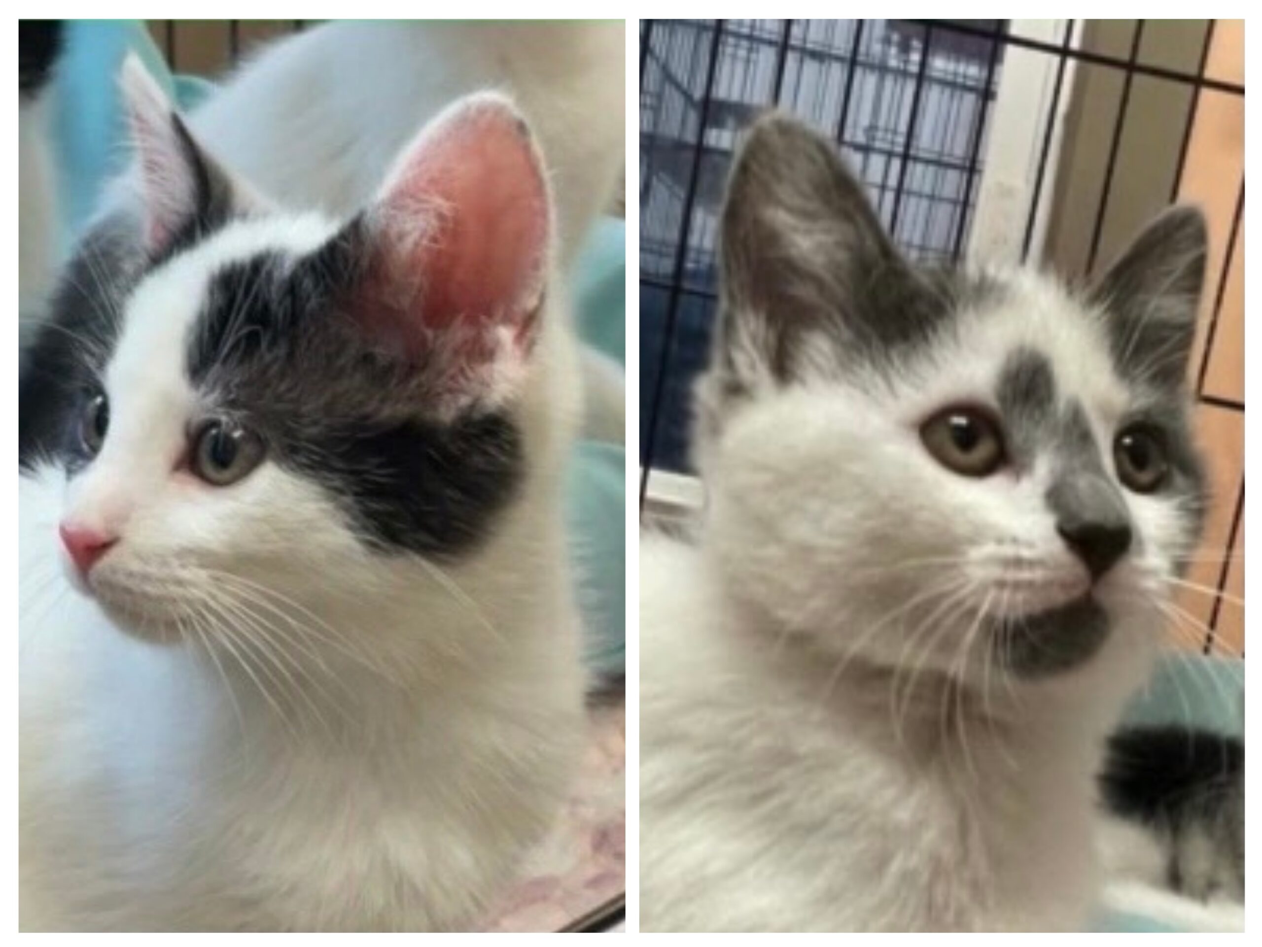 Zigzag, Dina Are WSCR Cats Of Week | News, Sports, Jobs - Post Journal